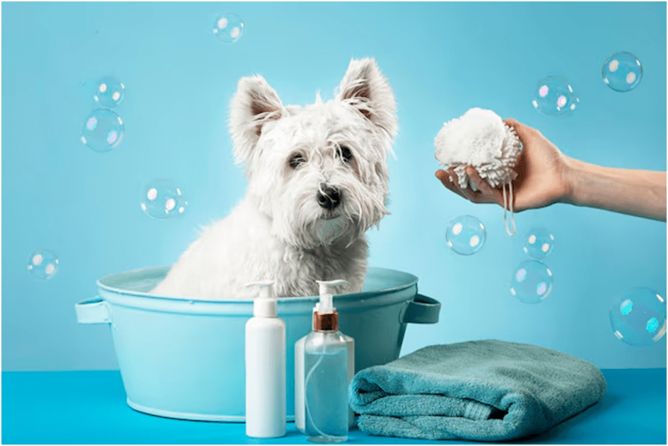 Pet Hygiene Solutions - Easy Grooming Tips and Tools – My Pet Command