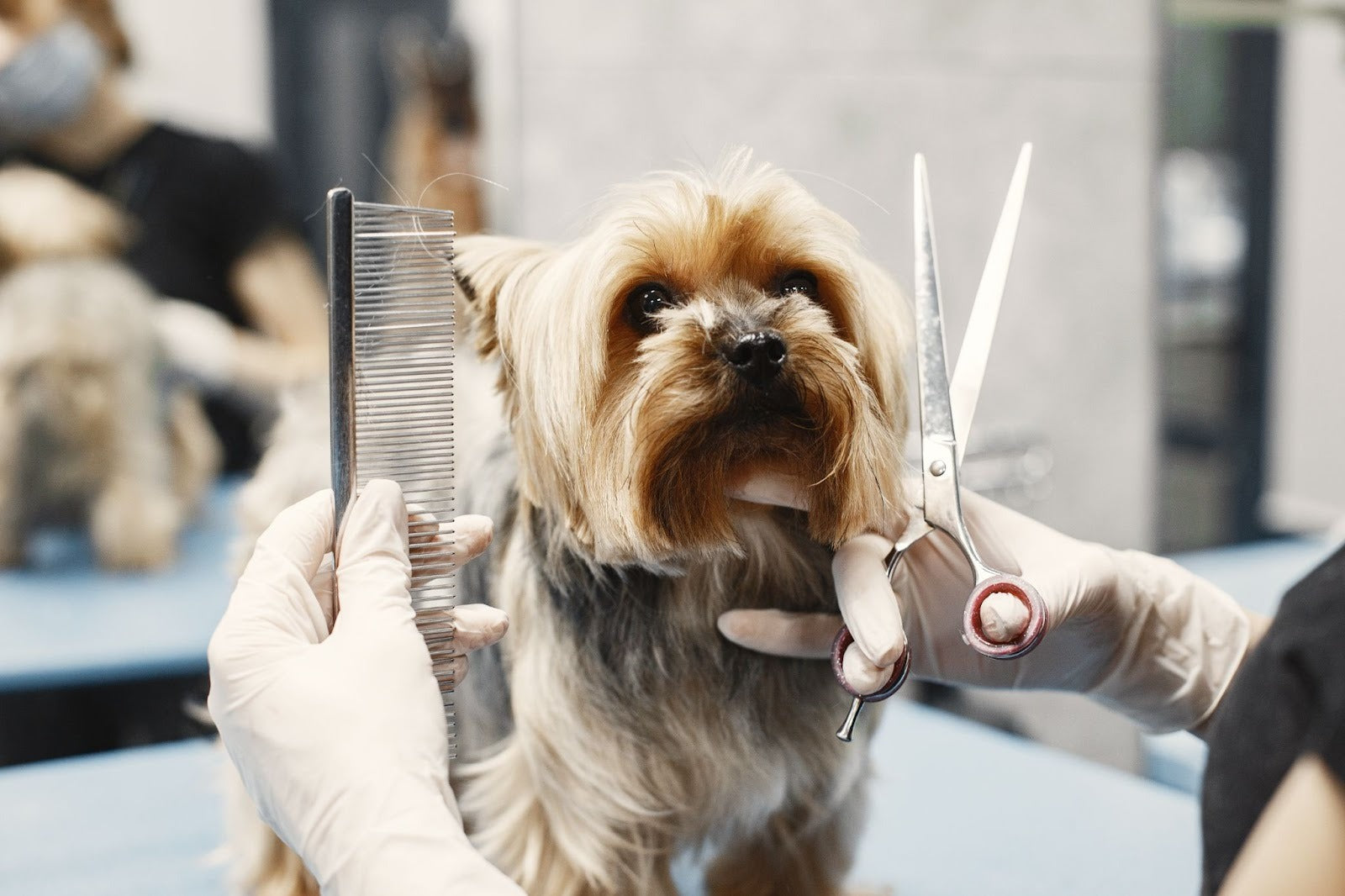 Simple Dog Grooming Tips at Home That Work – My Pet Command