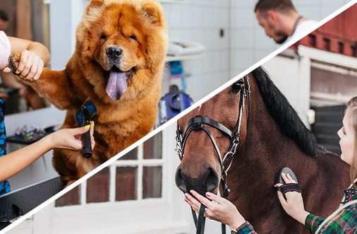 Dog Training, Animals Grooming Products - My Pet Command