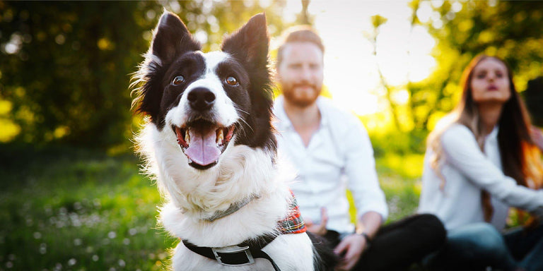 My Pet Command - Wireless Electric GPS Dog Fence and More