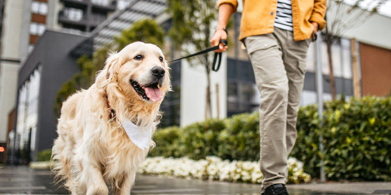 My Pet Command - Wireless Electric GPS Dog Fence and More